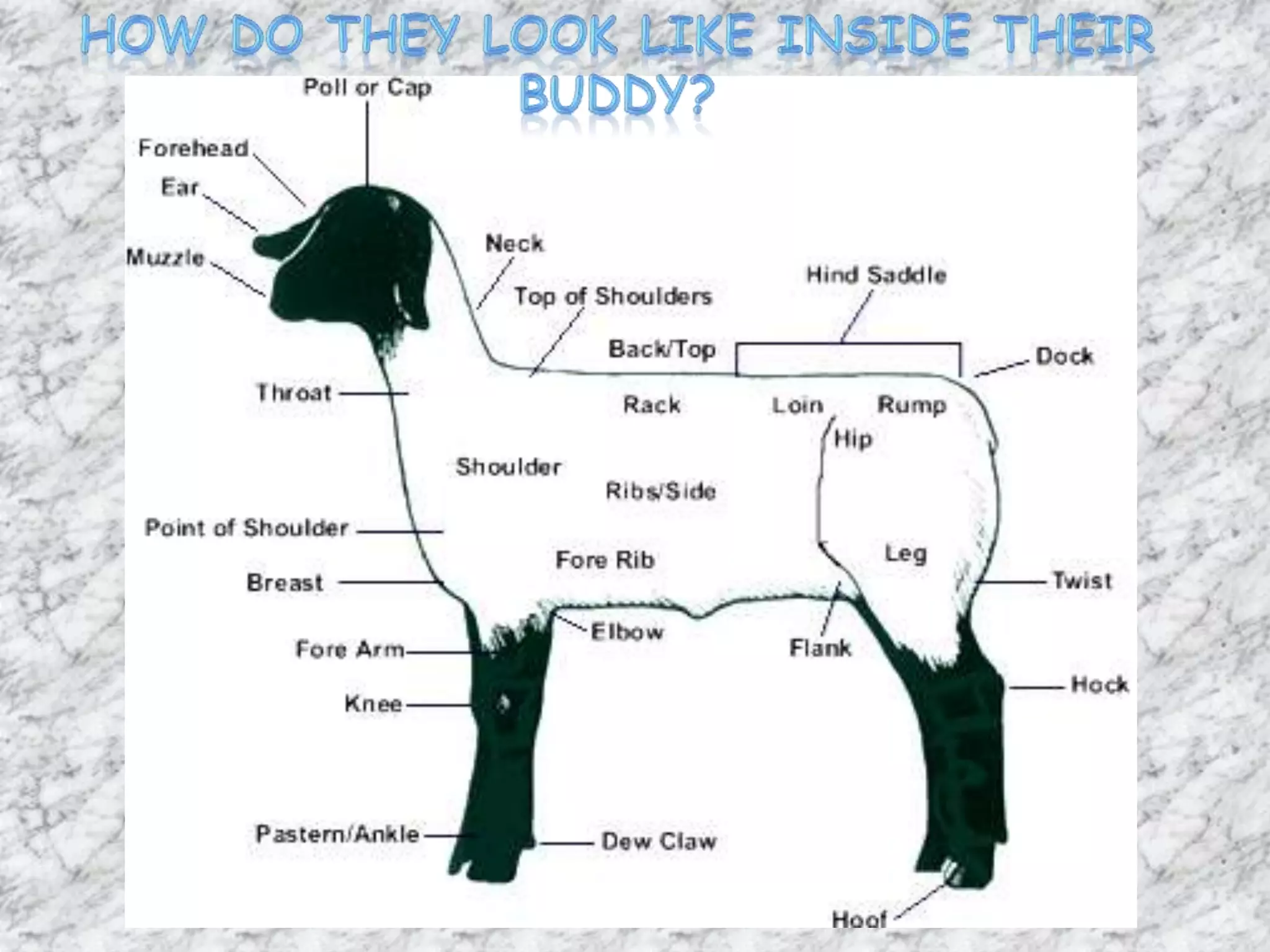 Sheeps | PPT
