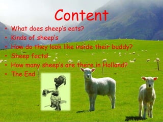 Sheeps | PPT