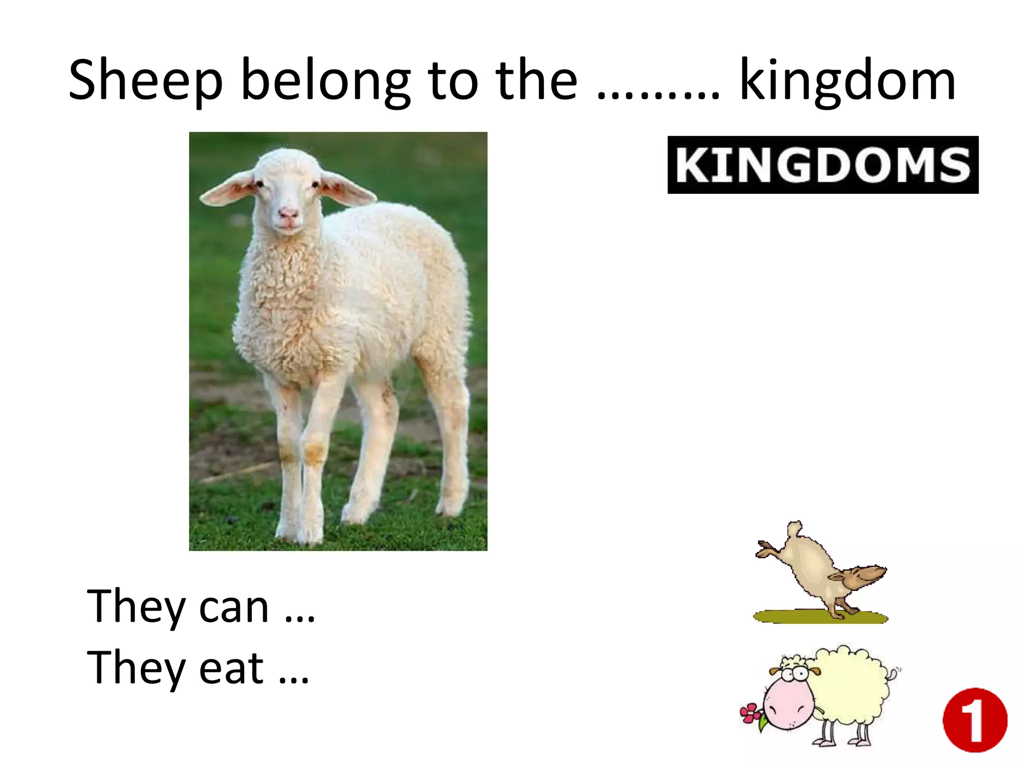 Sheep Quiz | PPT