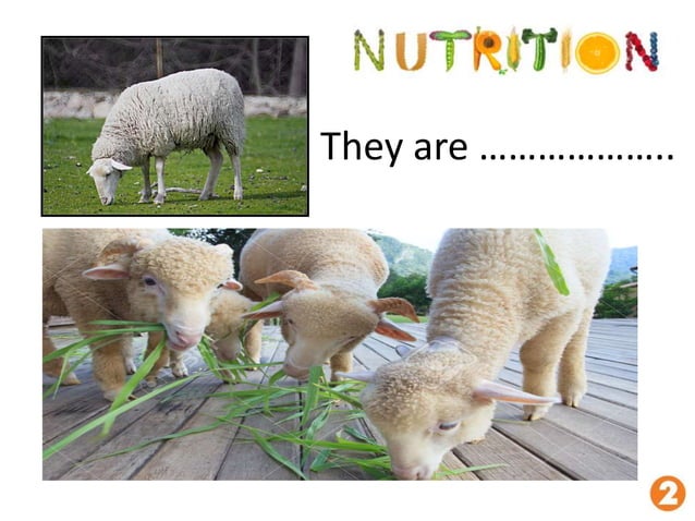 Sheep Quiz | PPT