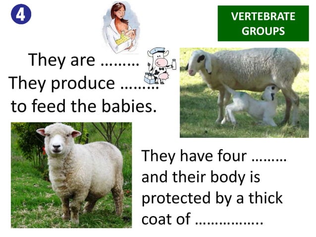 Sheep Quiz | PPT