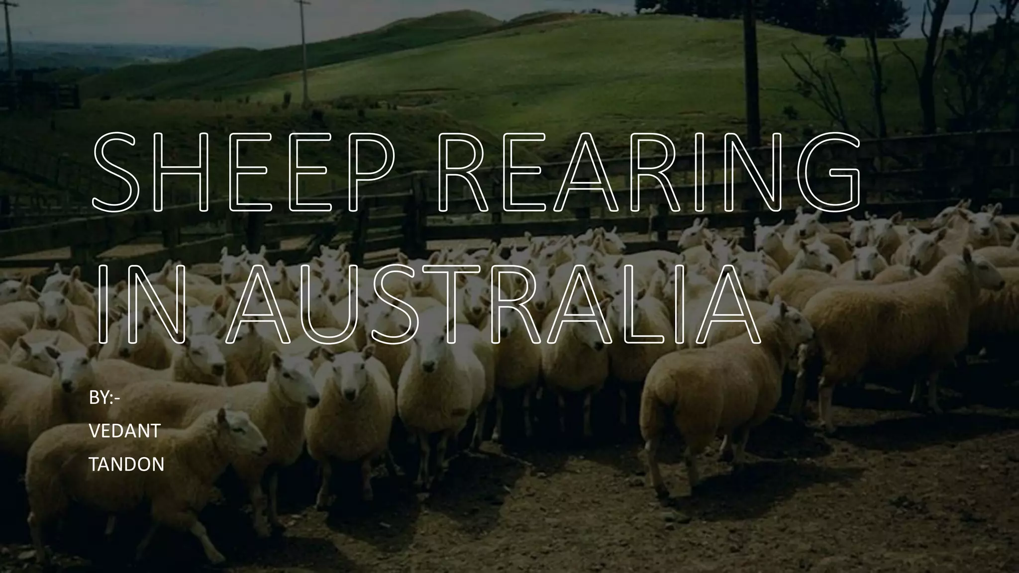 Sheep rearing in australia | PDF