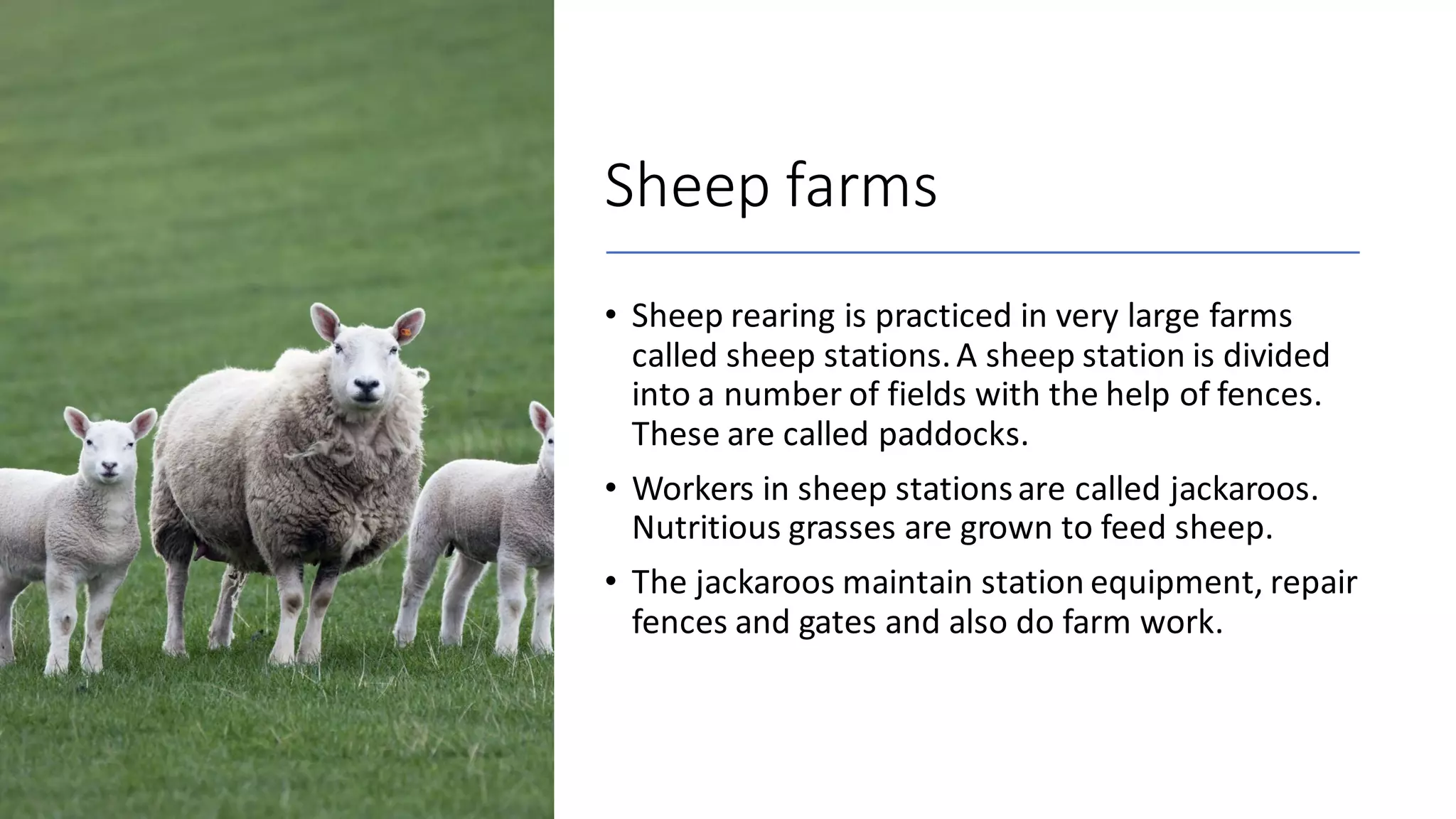 Sheep rearing in australia | PDF