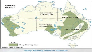 Sheep rearing in australia | PDF