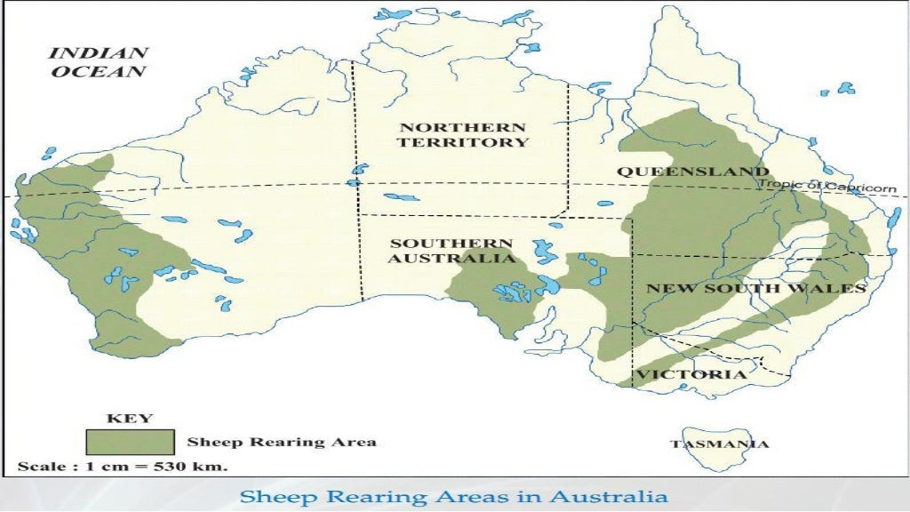 Sheep rearing in australia
