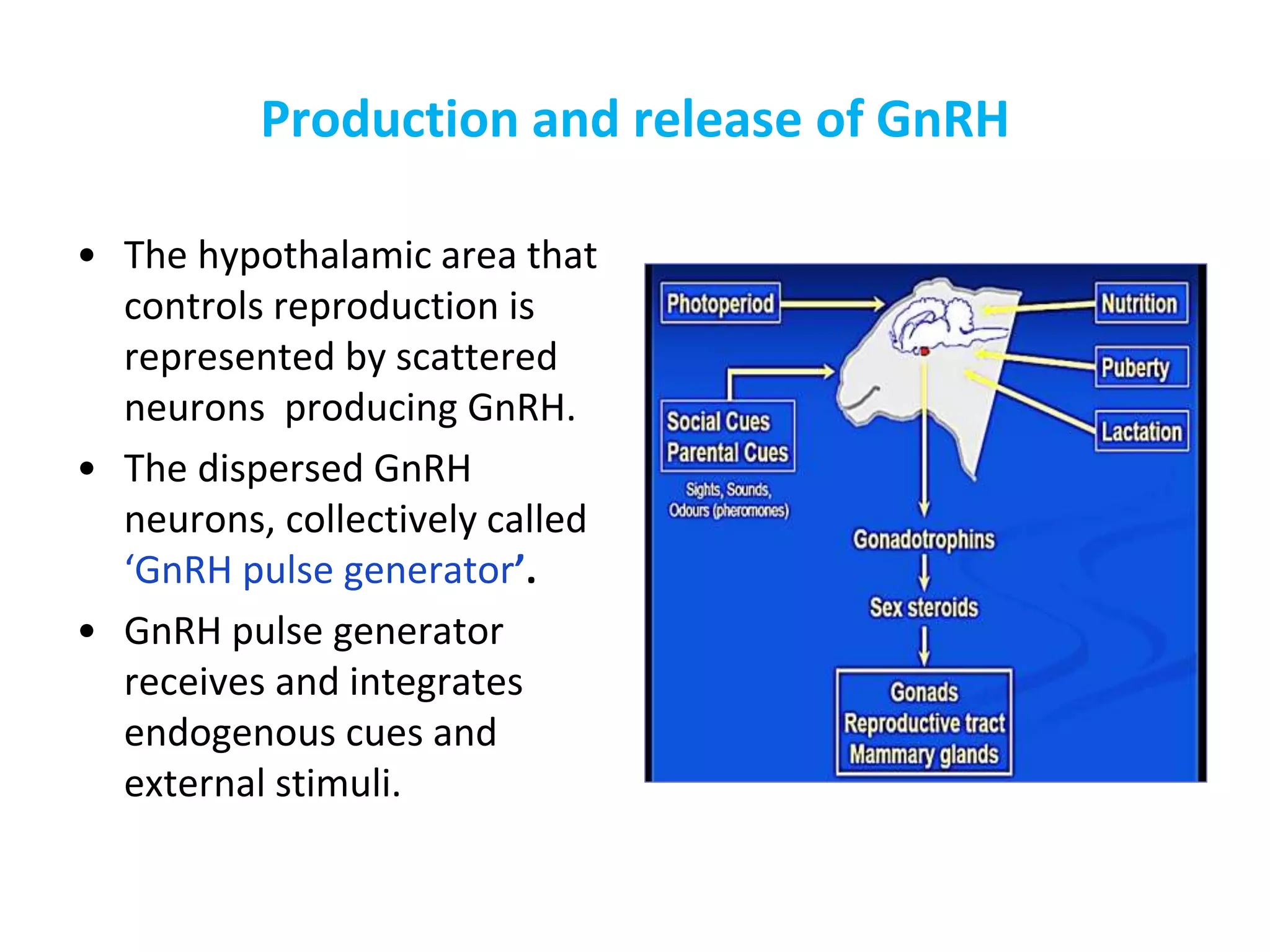 Neuro-endocrine control of reproduction in sheep | PPTX | Infertility ...