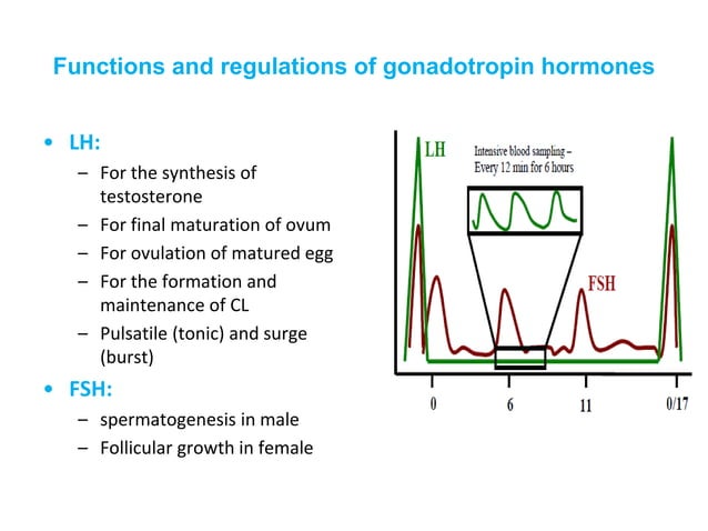 Neuro-endocrine control of reproduction in sheep | PPT