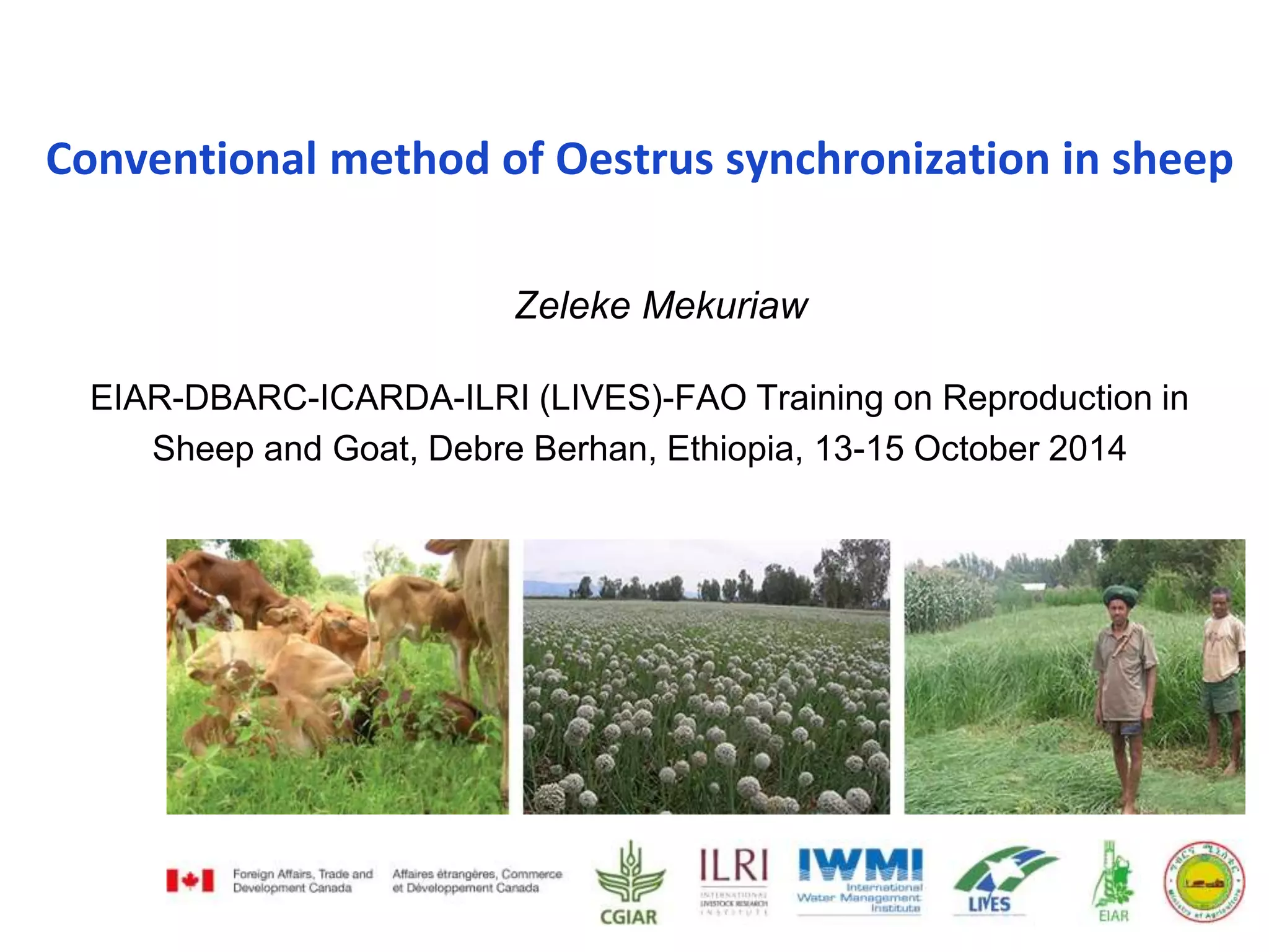 Conventional method of oestrus synchronization in sheep | PPTX