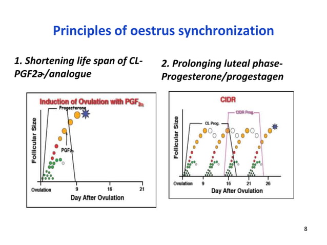 Conventional method of oestrus synchronization in sheep | PPTX | Birth ...