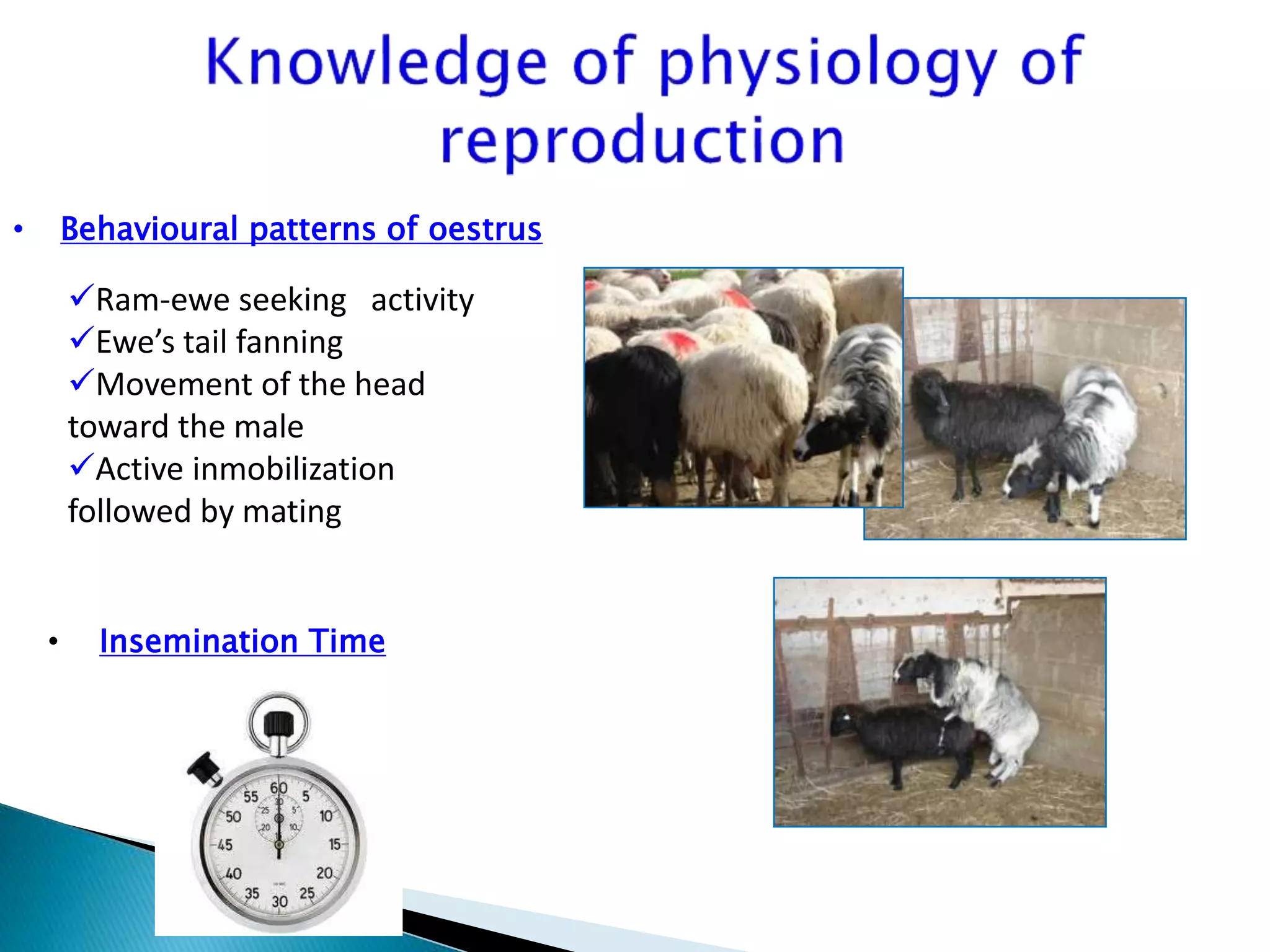Advantage and restrictions of artificial insemination (AI) in sheep and ...