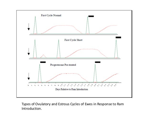 Control means for estrous cycle control in sheep