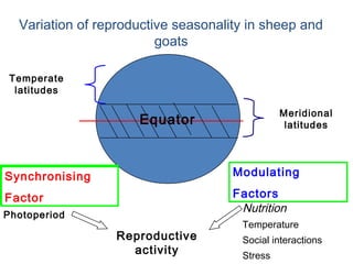 Reproductive traits in sheep and cyclic ovarian activity | PPT