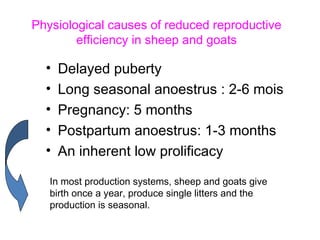 Reproductive traits in sheep and cyclic ovarian activity | PPT