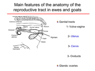Reproductive traits in sheep and cyclic ovarian activity | PPT