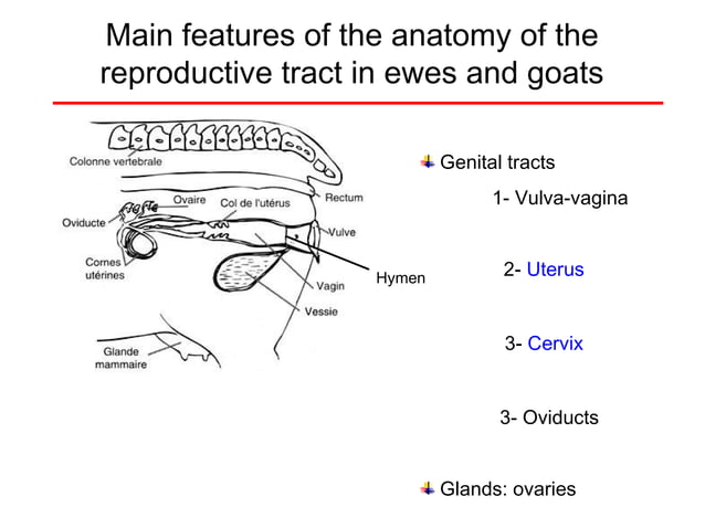 Reproductive traits in sheep and cyclic ovarian activity | PPT ...