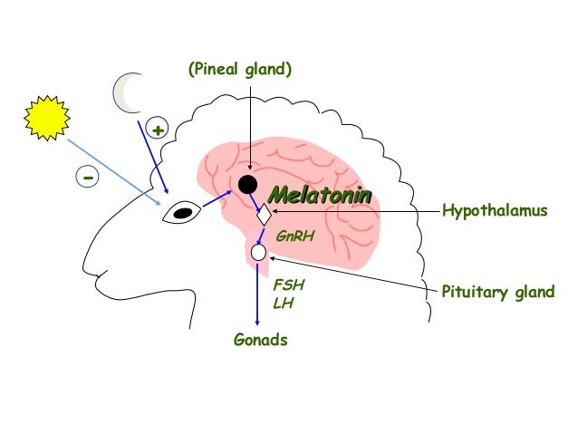 Reproductive traits in sheep and cyclic ovarian activity