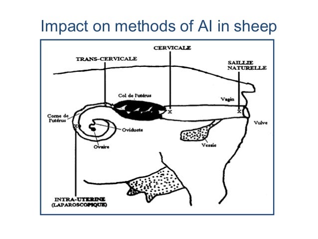 Reproductive traits in sheep and cyclic ovarian activity