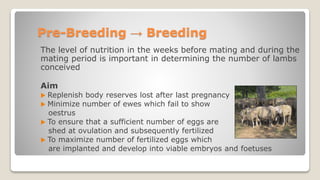 Sheep nutrition for reproduction—Part I: Nutrition as a major ...