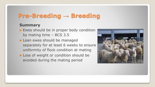 Sheep nutrition for reproduction—Part I: Nutrition as a major ...