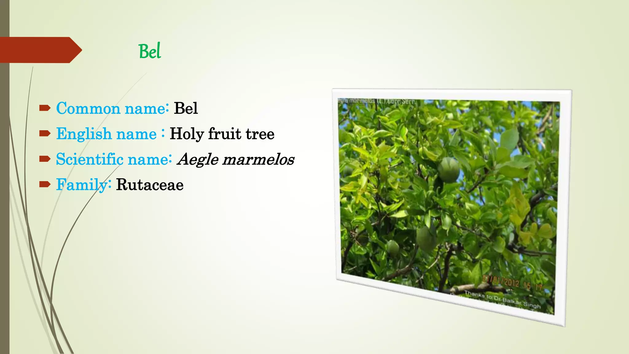 A presentation on medicinal plants | PPTX