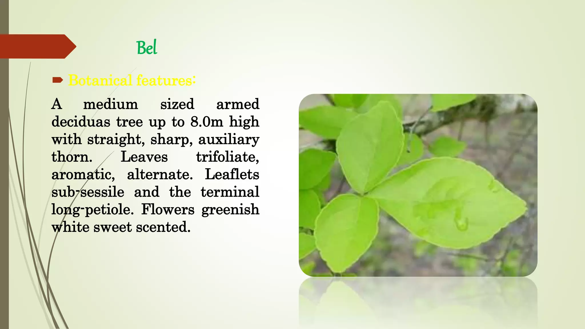 A presentation on medicinal plants | PPTX