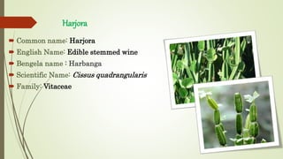 A presentation on medicinal plants | PPTX