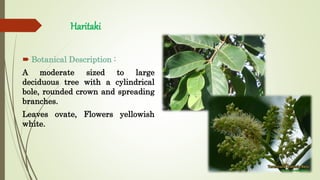 A presentation on medicinal plants | PPTX
