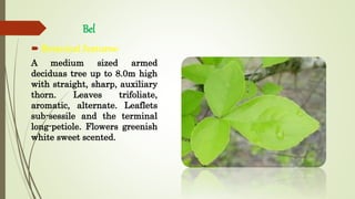 A presentation on medicinal plants | PPTX