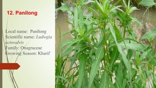 A resentation on various types of weed | PPTX