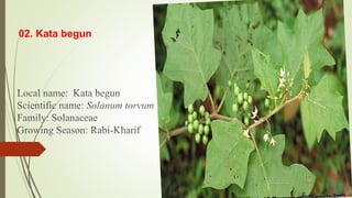 A resentation on various types of weed | PPTX