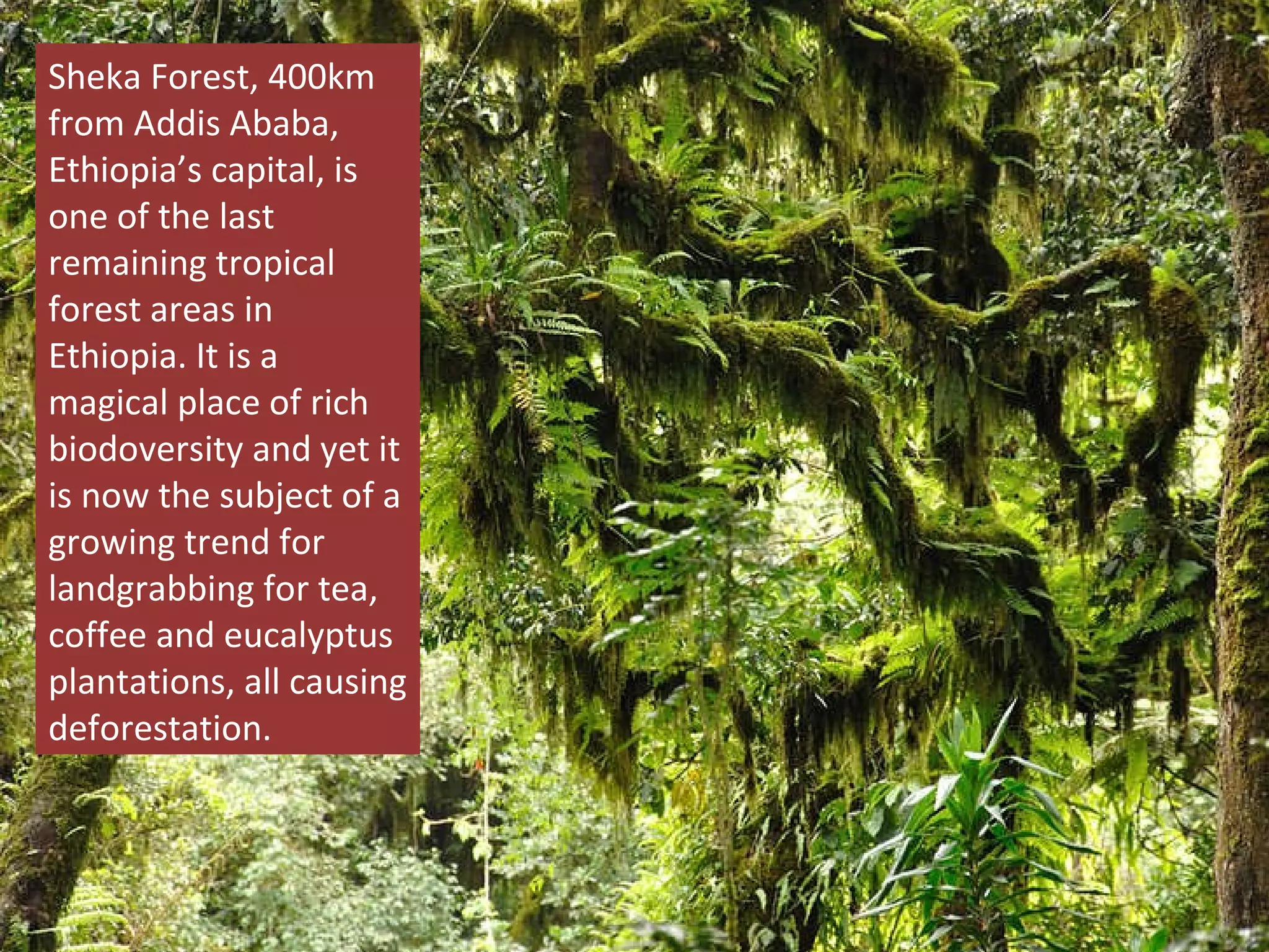 Protecting the Sheka Forest | PPT