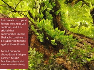 Protecting the Sheka Forest | PPT