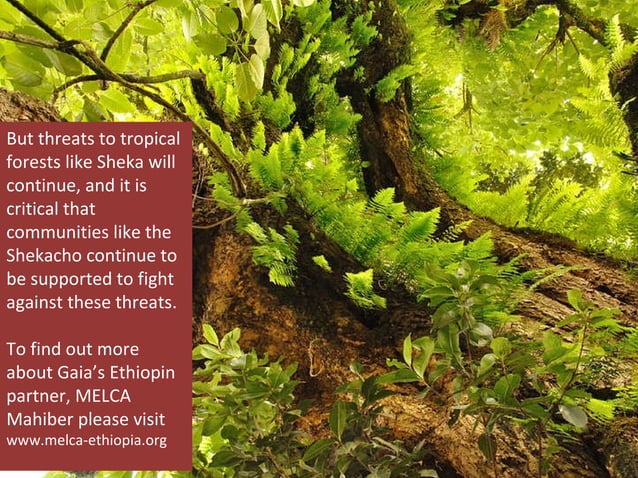 Protecting the Sheka Forest | PPT | Free Download
