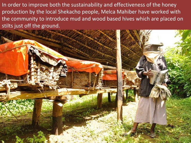 Protecting the Sheka Forest | PPT