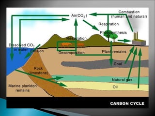 Biogeochemical cycle and impact of anthropogenic activity by shashi ...