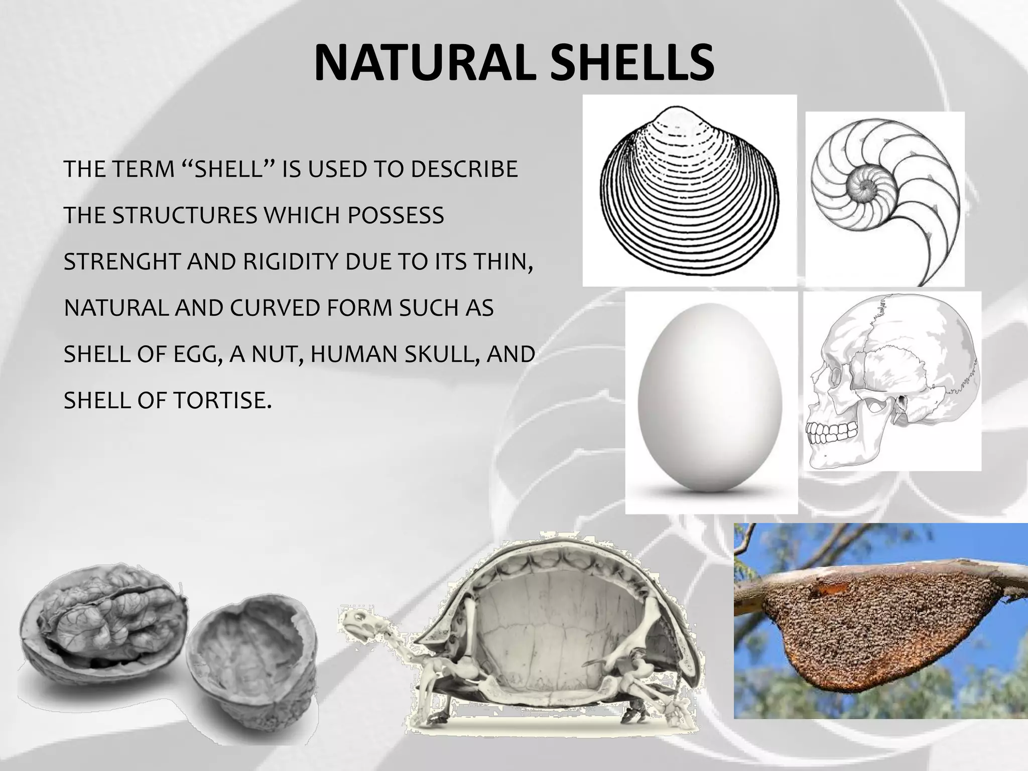 Shell structure | PDF