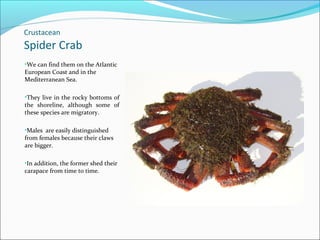 Shellfish | PPT