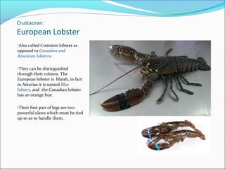 Shellfish | PPT