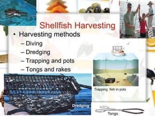 Shell fishery edited , prepared and shared by abdul qahar | PPTX | Fish ...