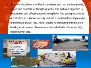 Shell fishery edited , prepared and shared by abdul qahar | PPTX | Fish ...