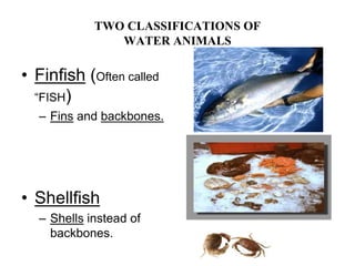 Shell fishery edited , prepared and shared by abdul qahar | PPTX | Fish ...