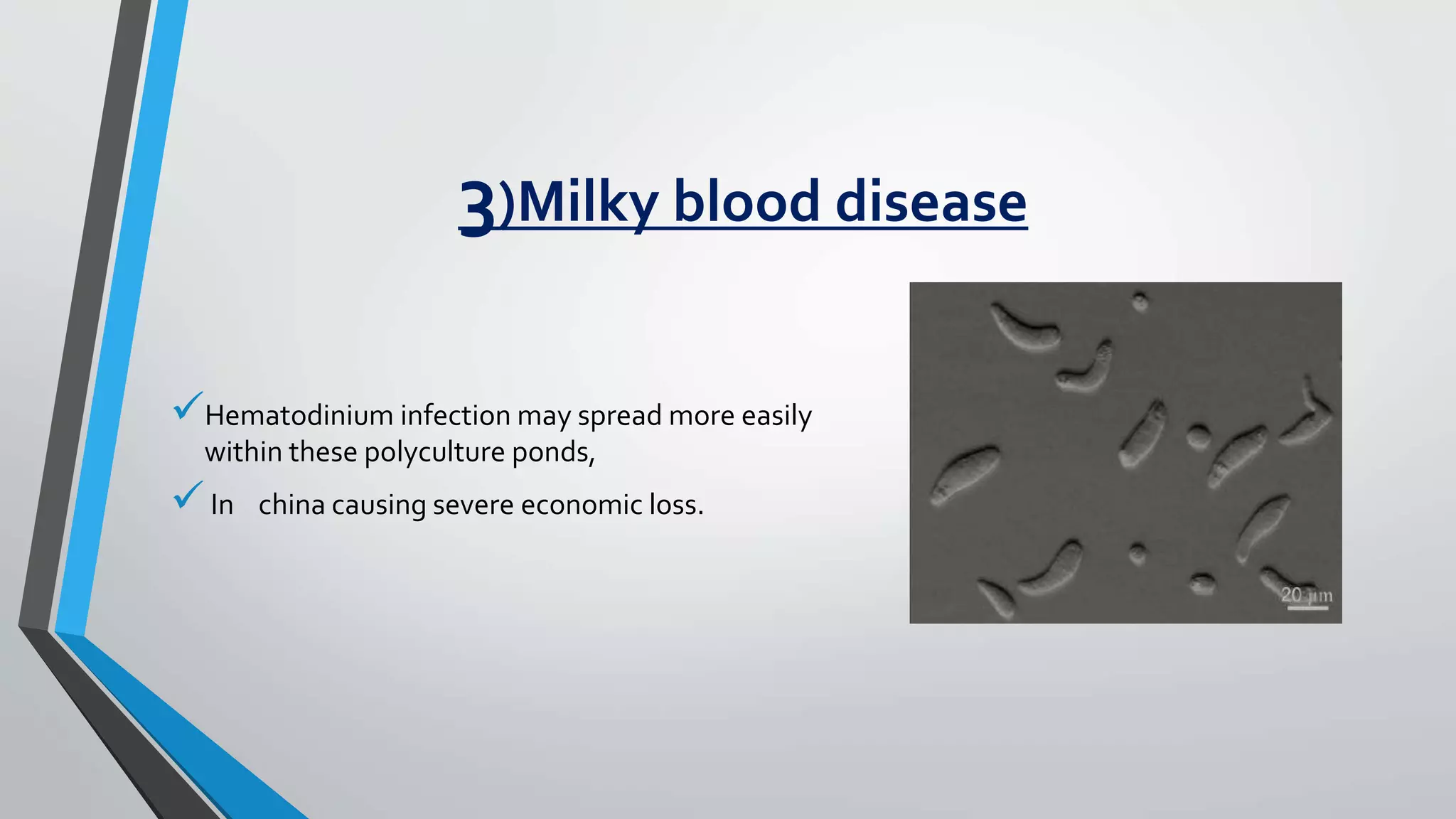 Shell fish parasitic disease | PPTX