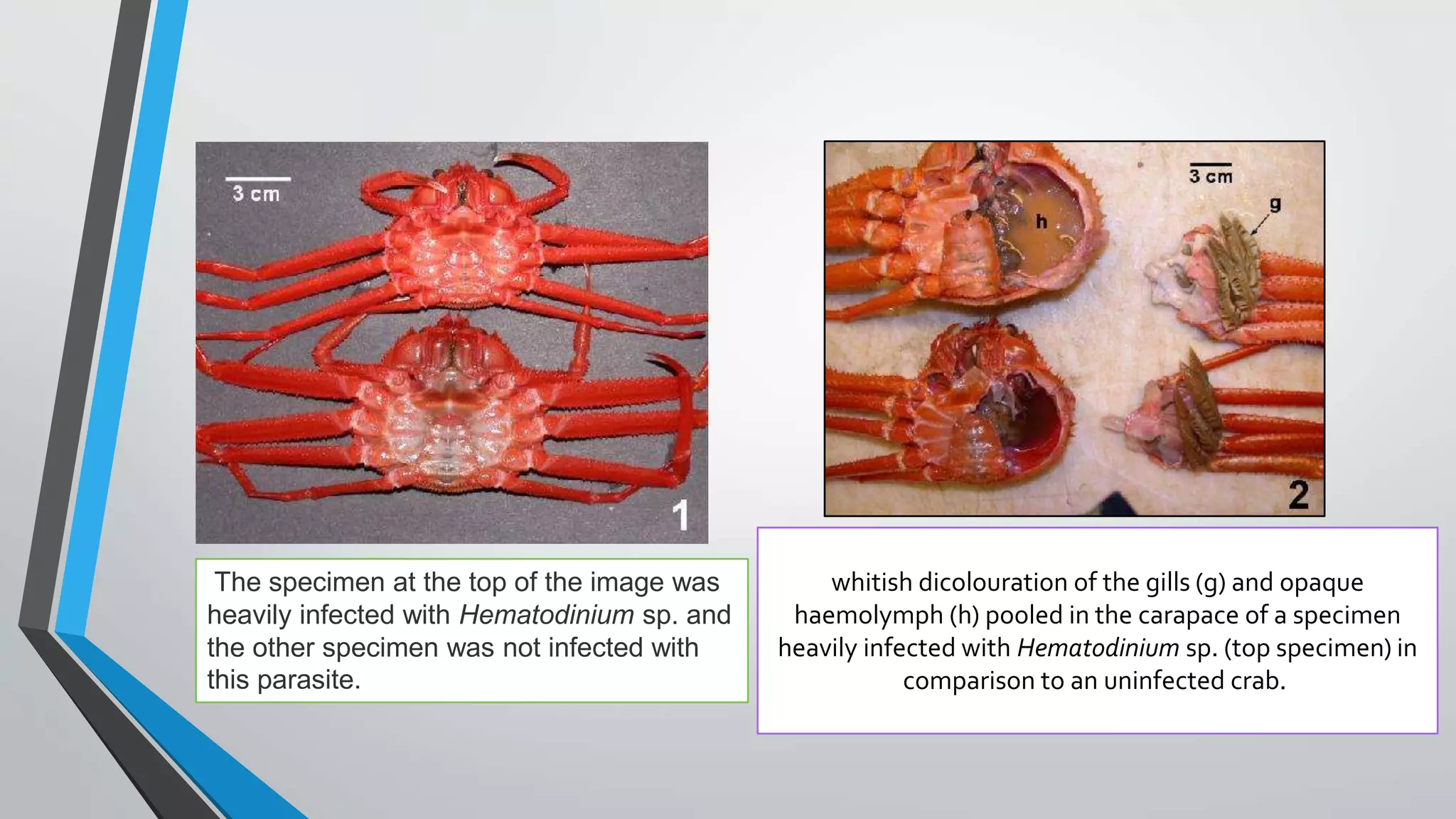 Shell fish parasitic disease | PPTX