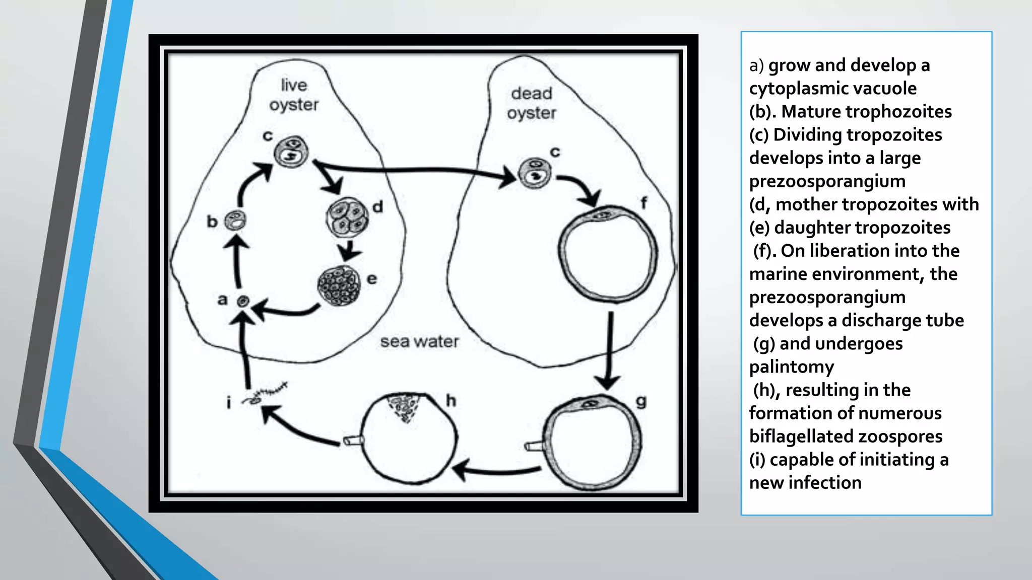 Shell fish parasitic disease | PPTX