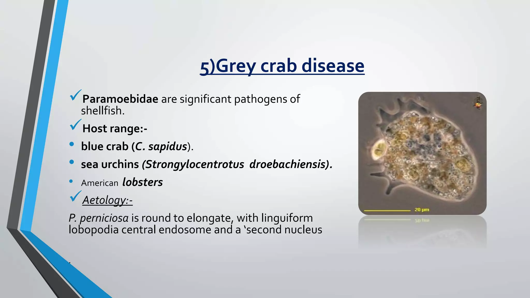 Shell fish parasitic disease | PPTX