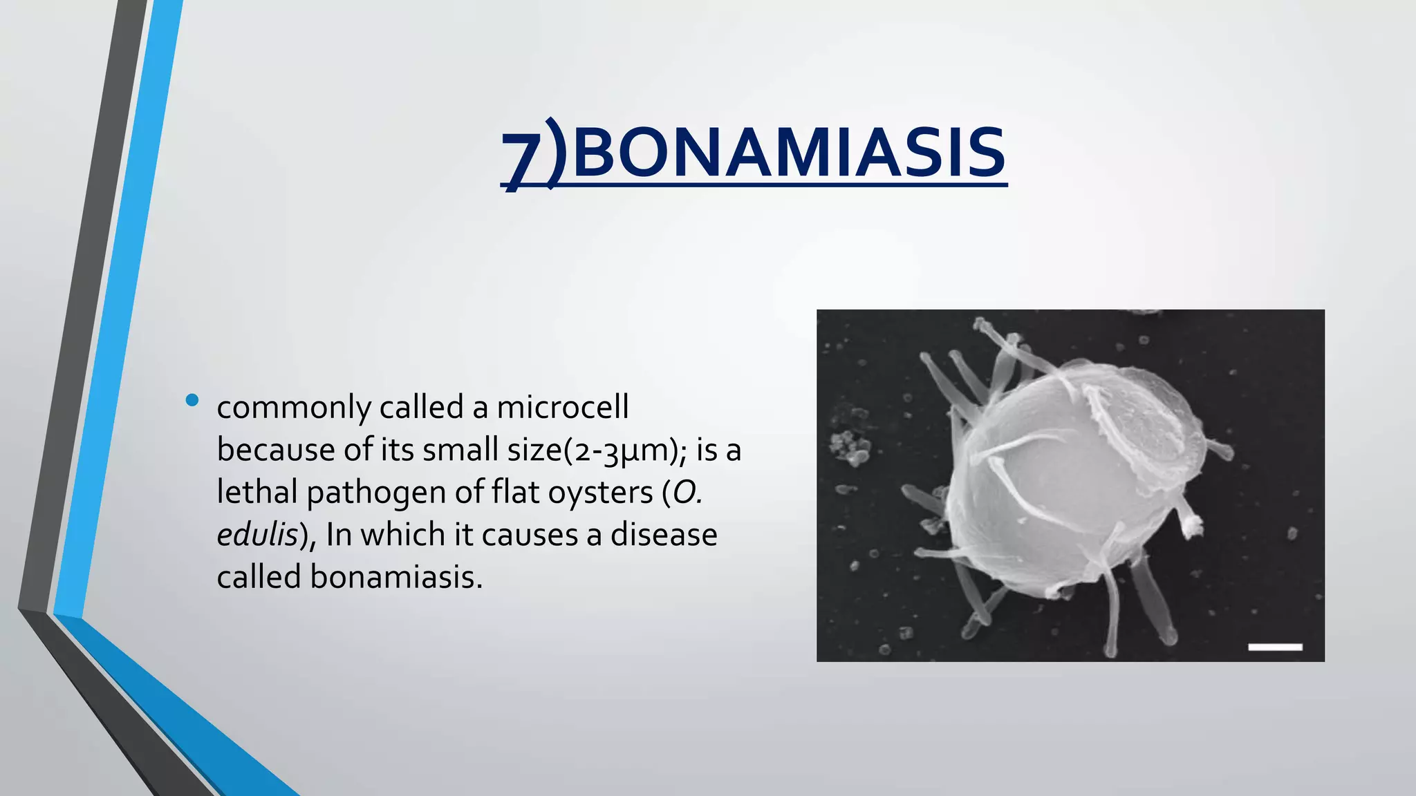 Shell fish parasitic disease | PPTX