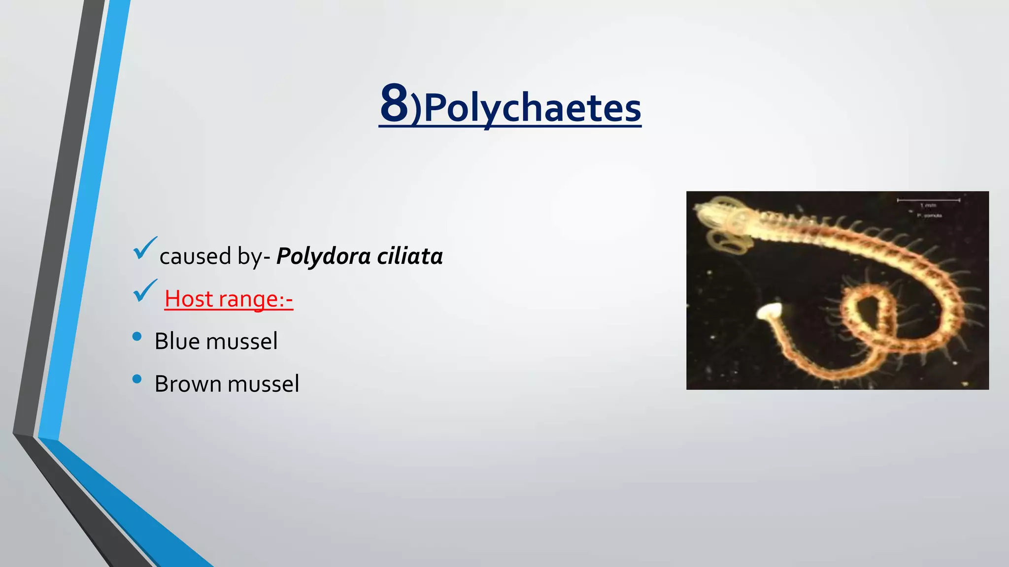 Shell fish parasitic disease | PPTX