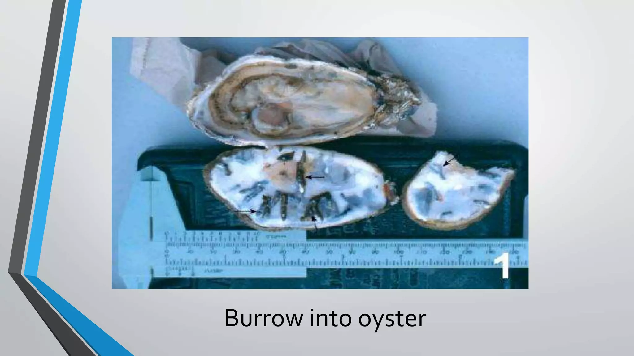 Shell fish parasitic disease | PPTX