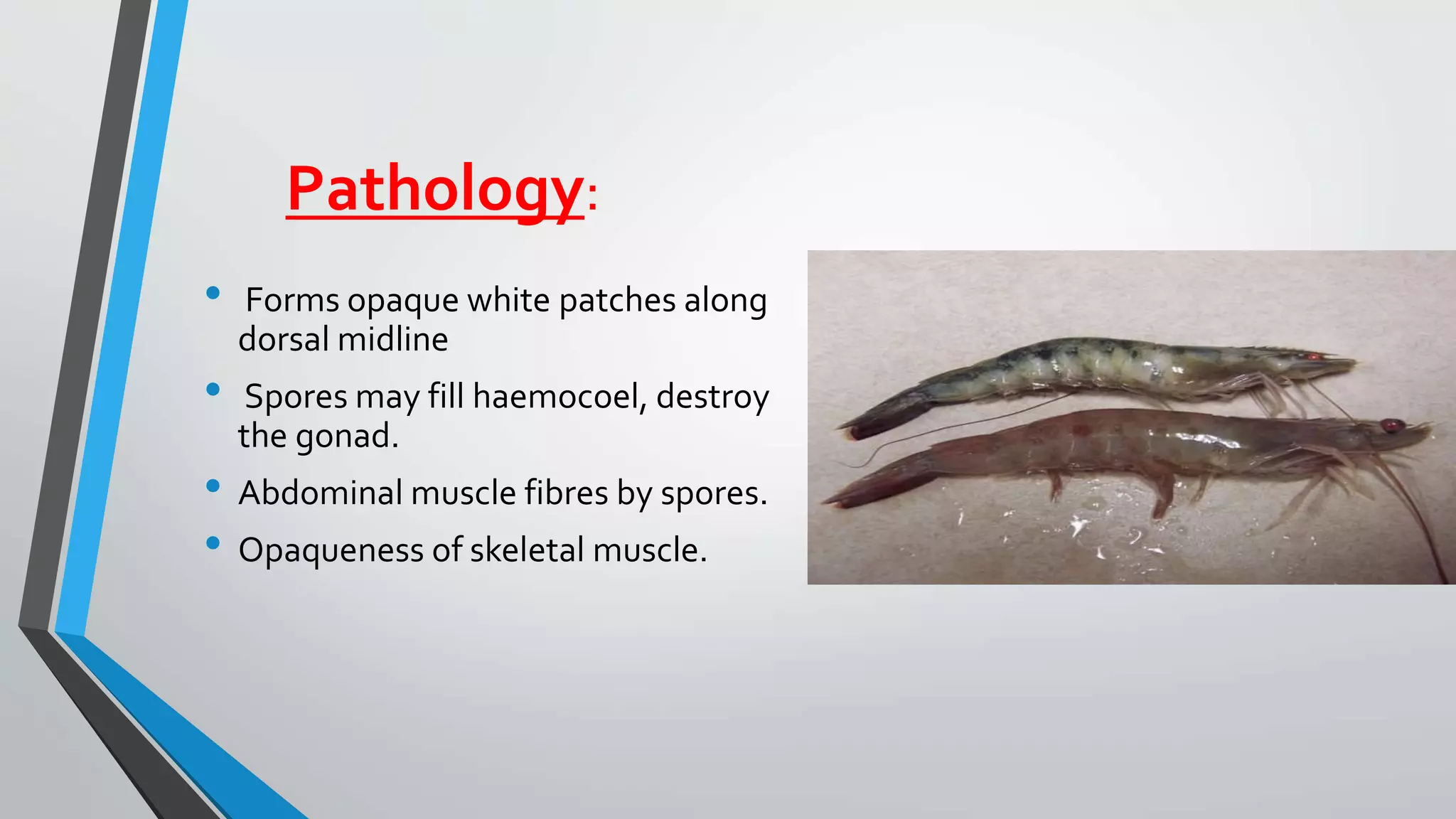 Shell fish parasitic disease | PPTX
