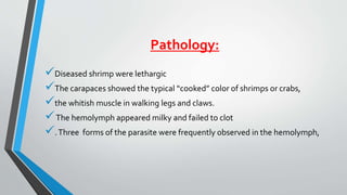 Shell fish parasitic disease | PPTX